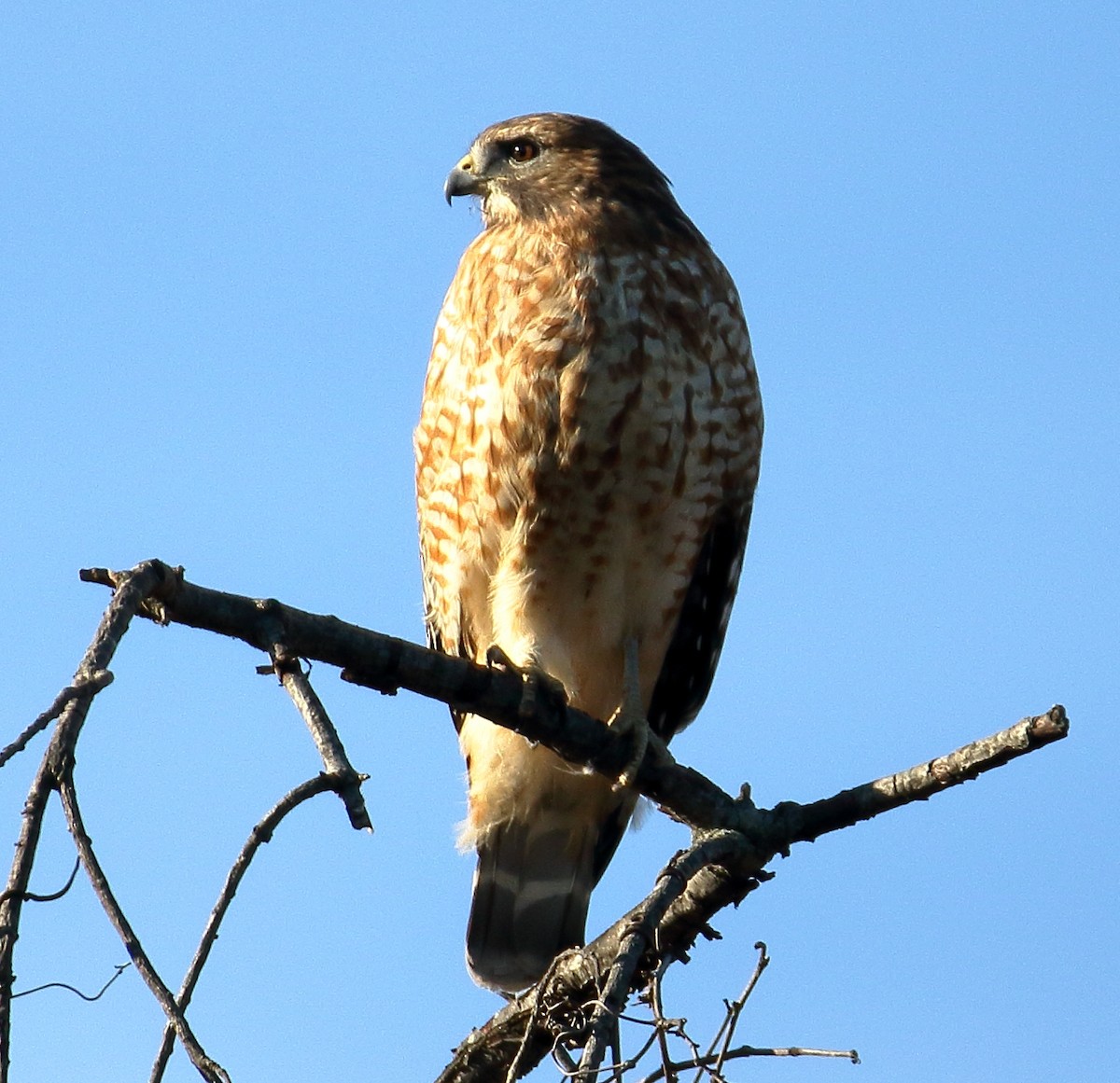 eBird Checklist - 20 Nov 2023 - Swan Harbor Farm Park - 44 species
