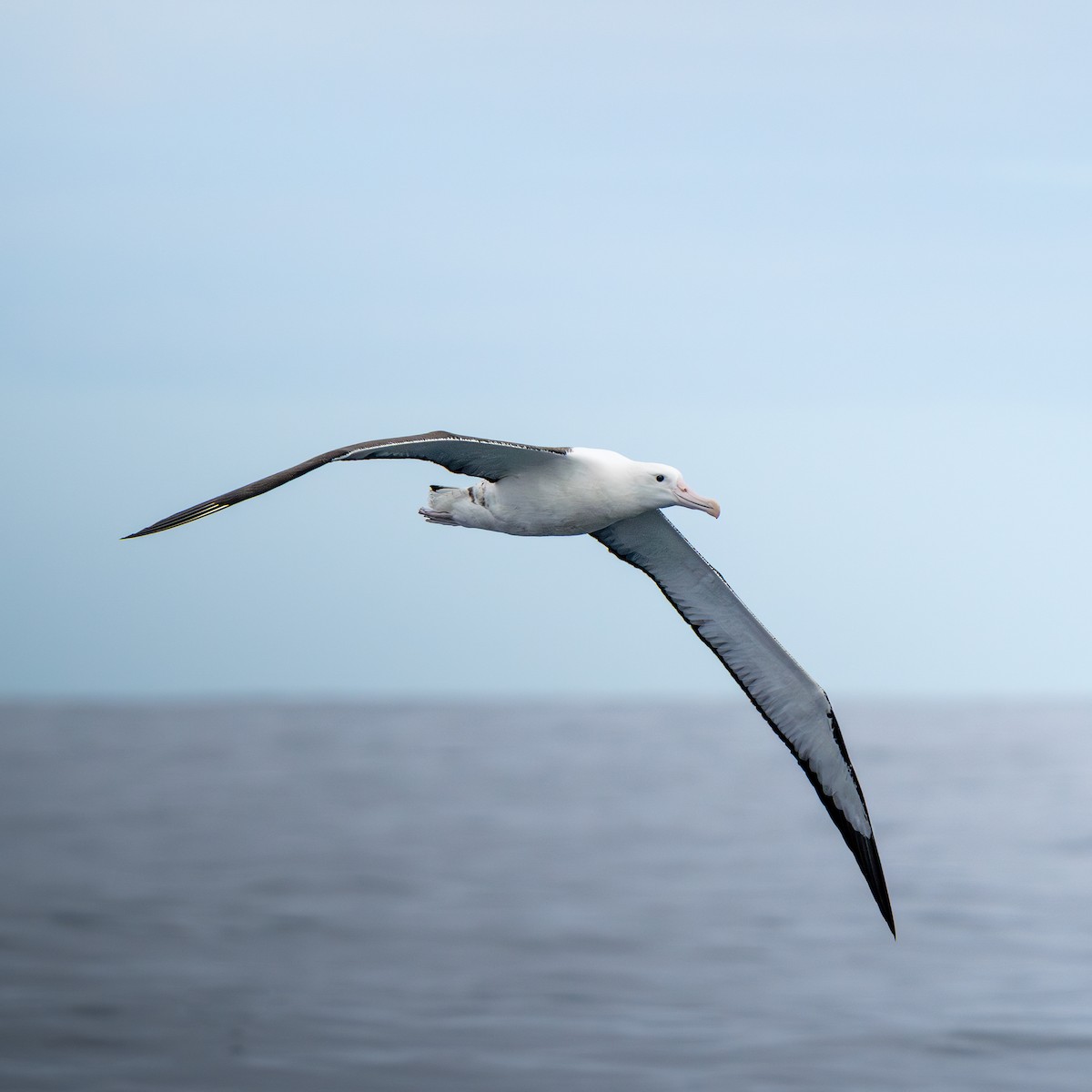 eBird Checklist - 11 Nov 2023 - Quintero--Pelágico - 31 species