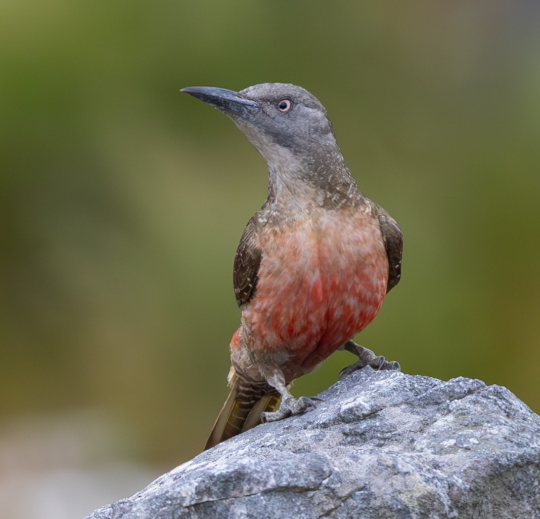eBird Checklist - 19 Nov 2023 - Sir Lowry's Pass - 25 species