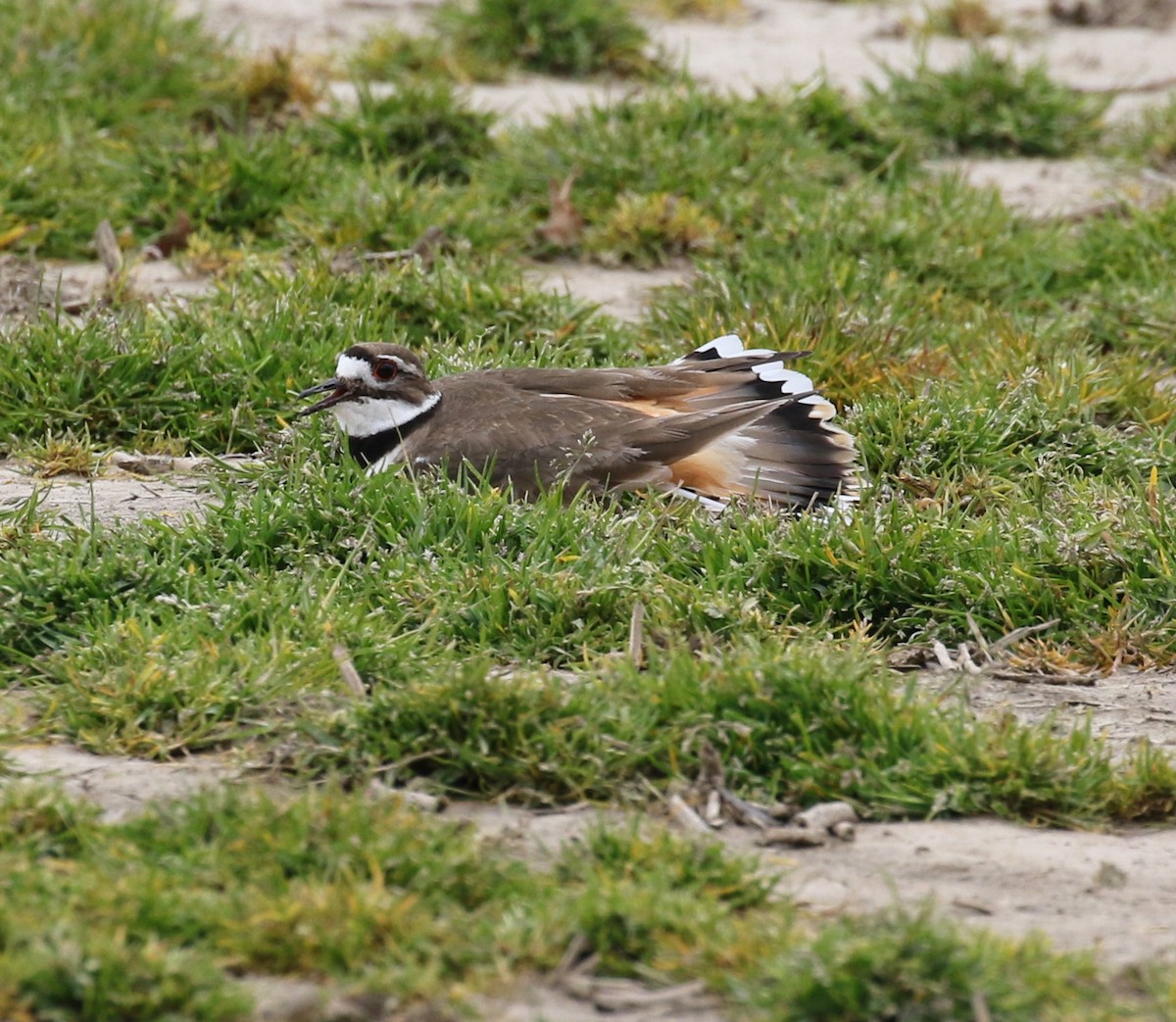 eBird Checklist - 7 May 2023 - Keith McLean CA - 18 species