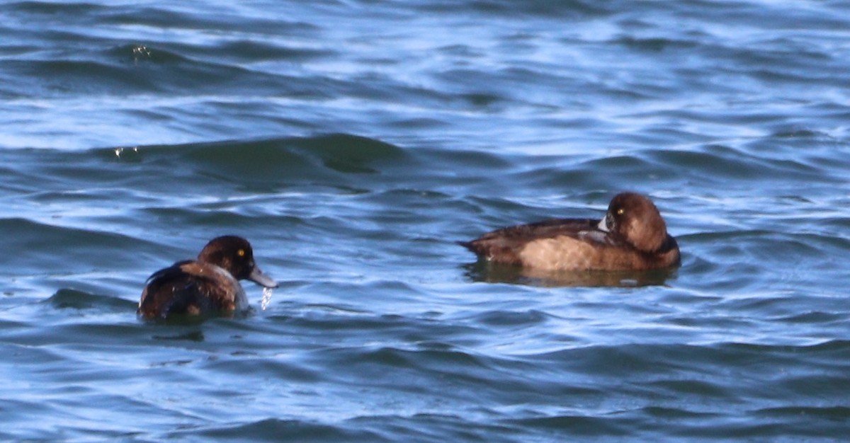 New York Breeding Bird Atlas Checklist - 20 Nov 2023 - Sunset Cove Park ...
