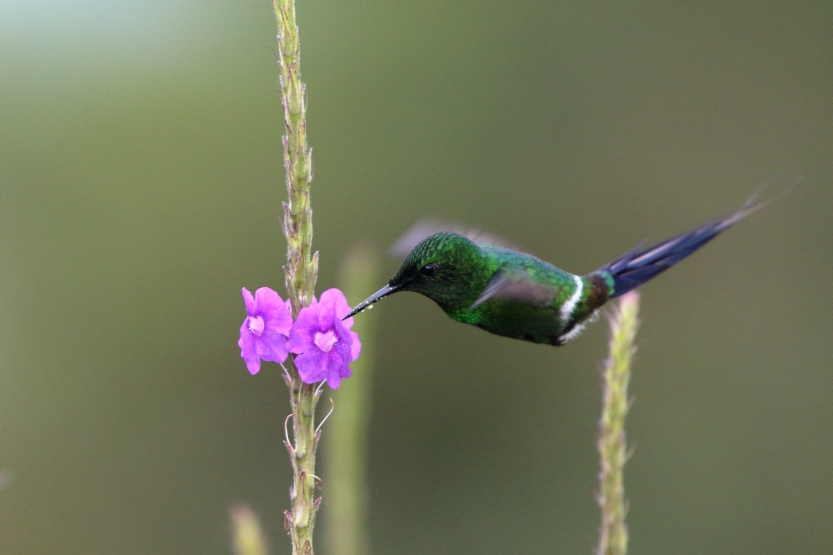 eBird Checklist - 20 Nov 2023 - El Plantel - 22 species