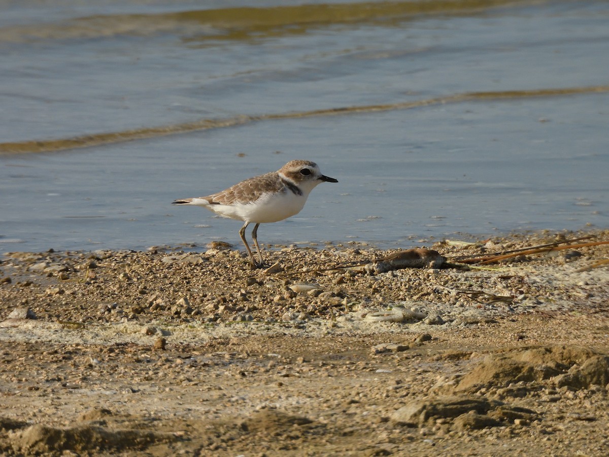 eBird Checklist - 20 Nov 2023 - Falcon SP--NW of Butterfly Garden (Zapata Co.) (Cenizo, Cactus ...
