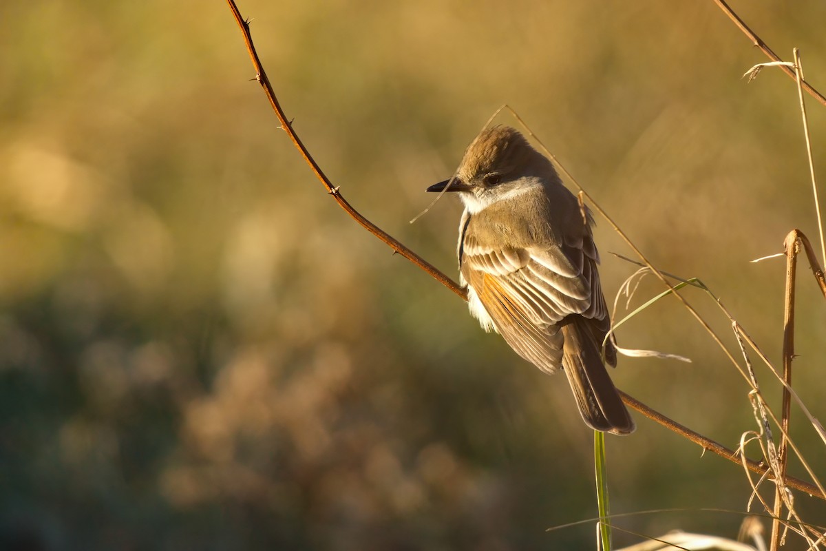eBird Checklist - 20 Nov 2023 - Strafford County Farm Complex, Dover ...