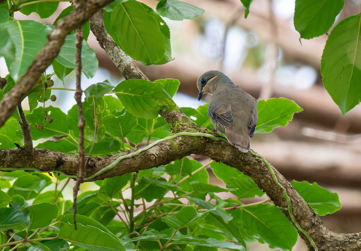 eBird Checklist - 1 Jul 2023 - Aningalan--lower forest, San Remigio ...
