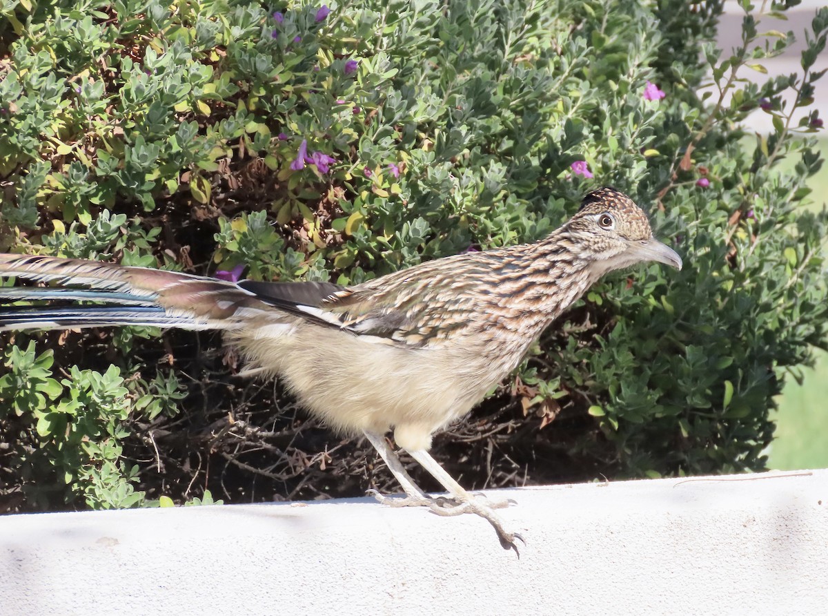 eBird Checklist - 20 Nov 2023 - Riparian Preserve at Gilbert Water ...