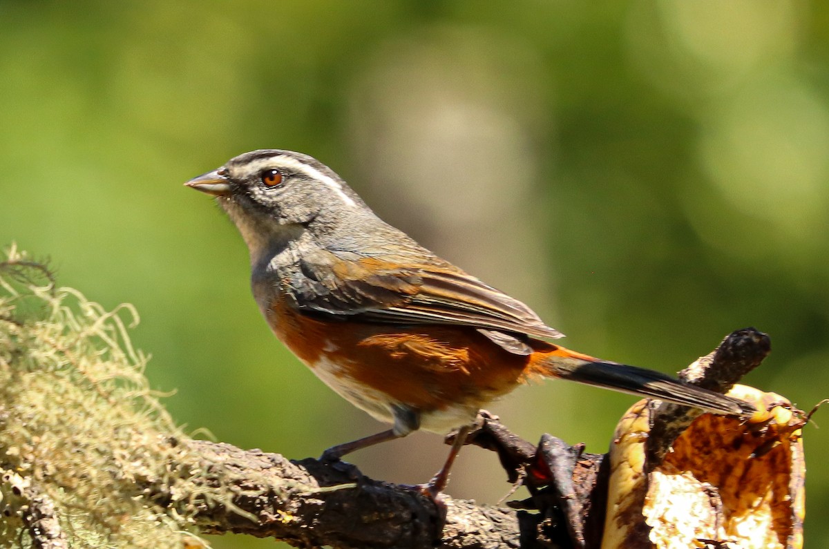 eBird Checklist - 5 Nov 2023 - Ribeirão Grande--Restaurante da Neide ...