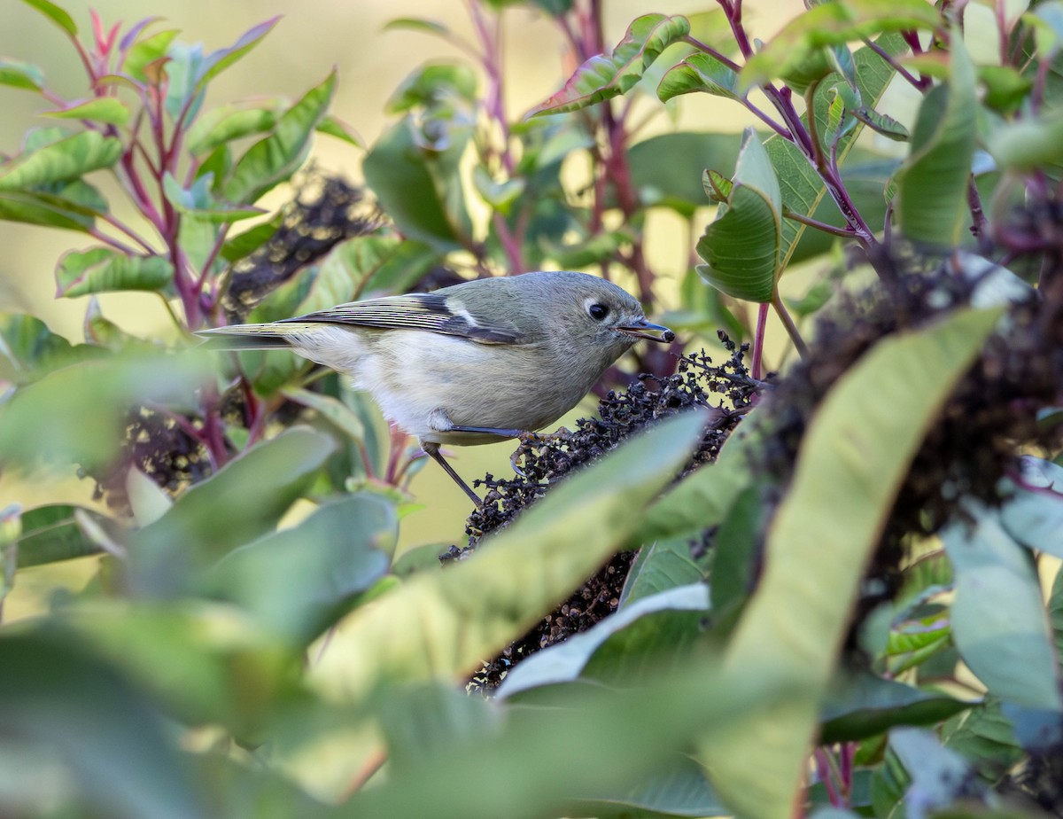 eBird Checklist - 20 Nov 2023 - Frank G. Bonelli RP/Puddingstone ...