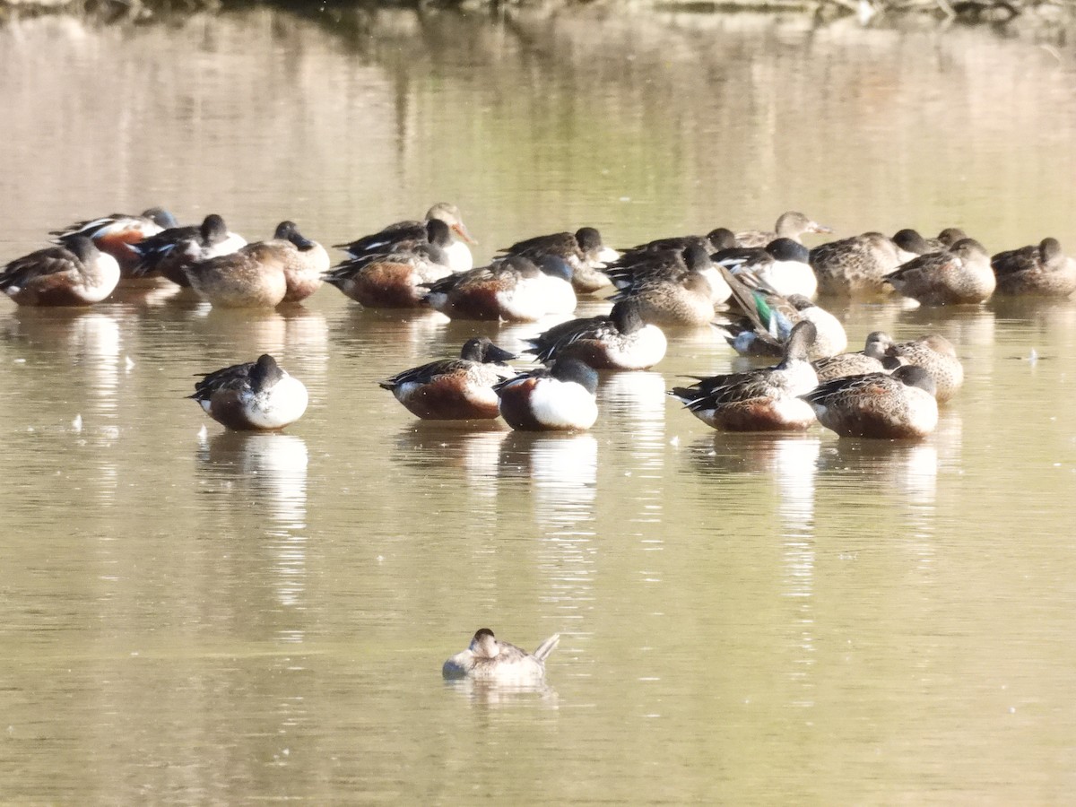 eBird Checklist - 20 Nov 2023 - Riparian Preserve at Gilbert Water ...