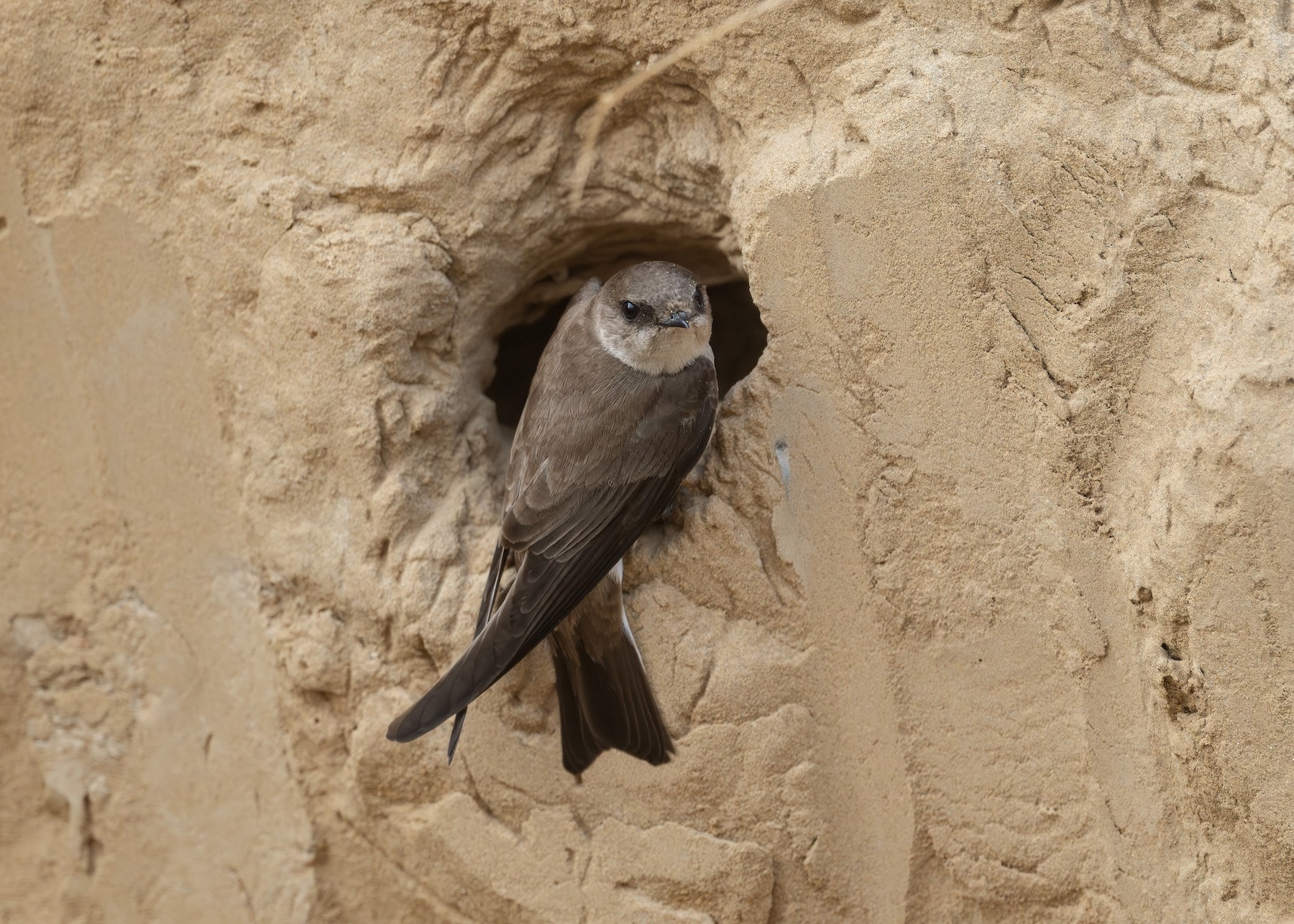 Avión Zapador/Pálido - eBird