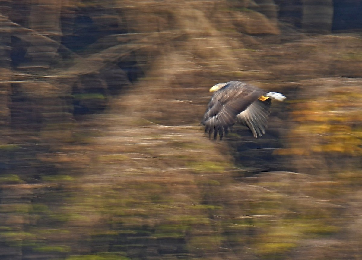 eBird Checklist - 21 Nov 2023 - Majin-ri, Kyeongsangnamdo - 1 species