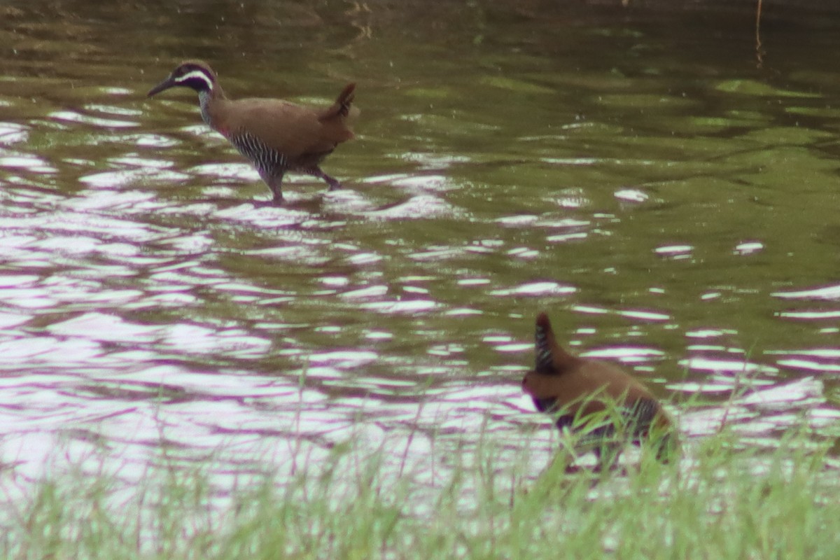 eBird Checklist - 21 Nov 2023 - Tapong, Pulupandan - 10 species