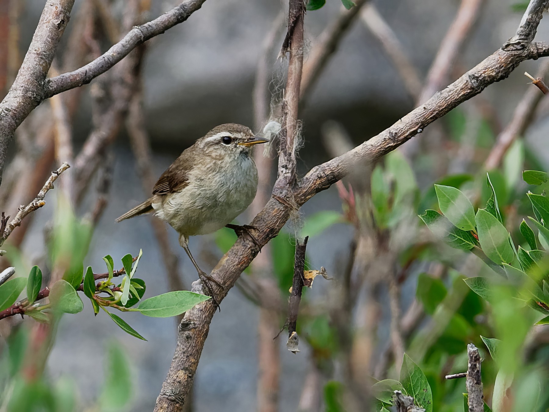 Smoky Warbler - eBird