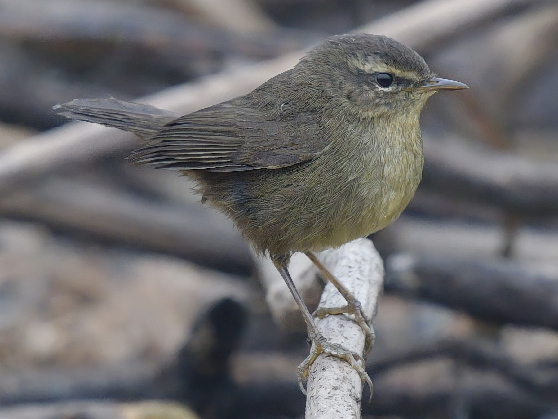 Smoky Warbler - eBird