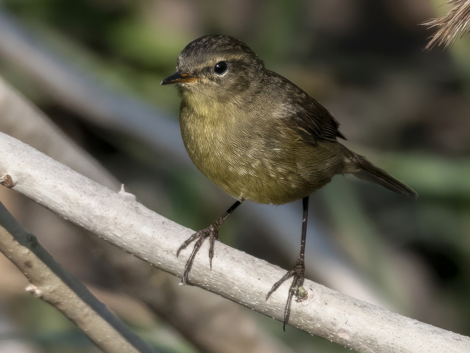 Smoky Warbler - eBird