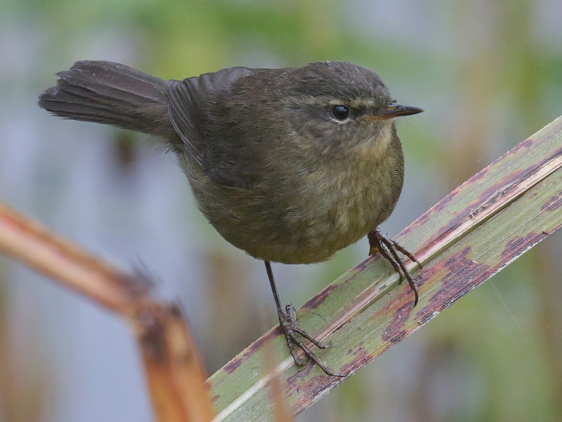 Smoky Warbler - eBird