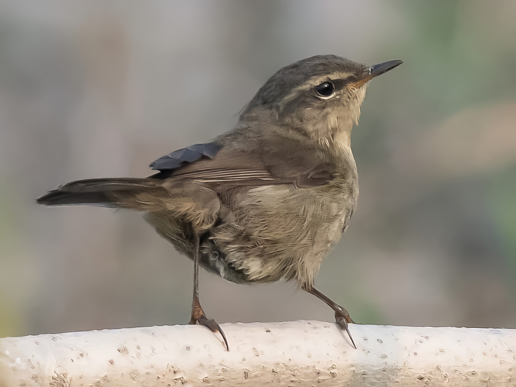 Smoky Warbler - eBird