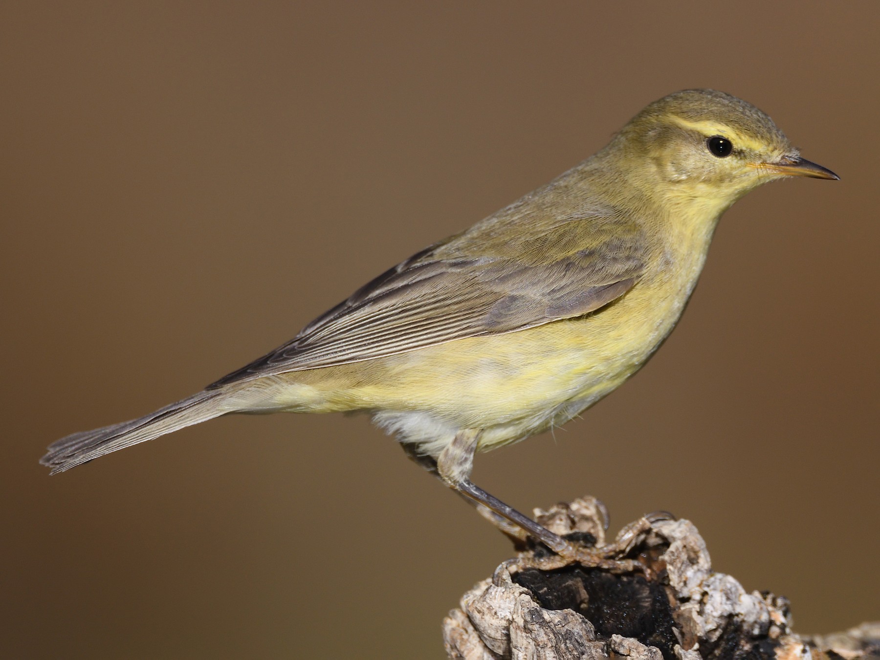 Willow Warbler - eBird