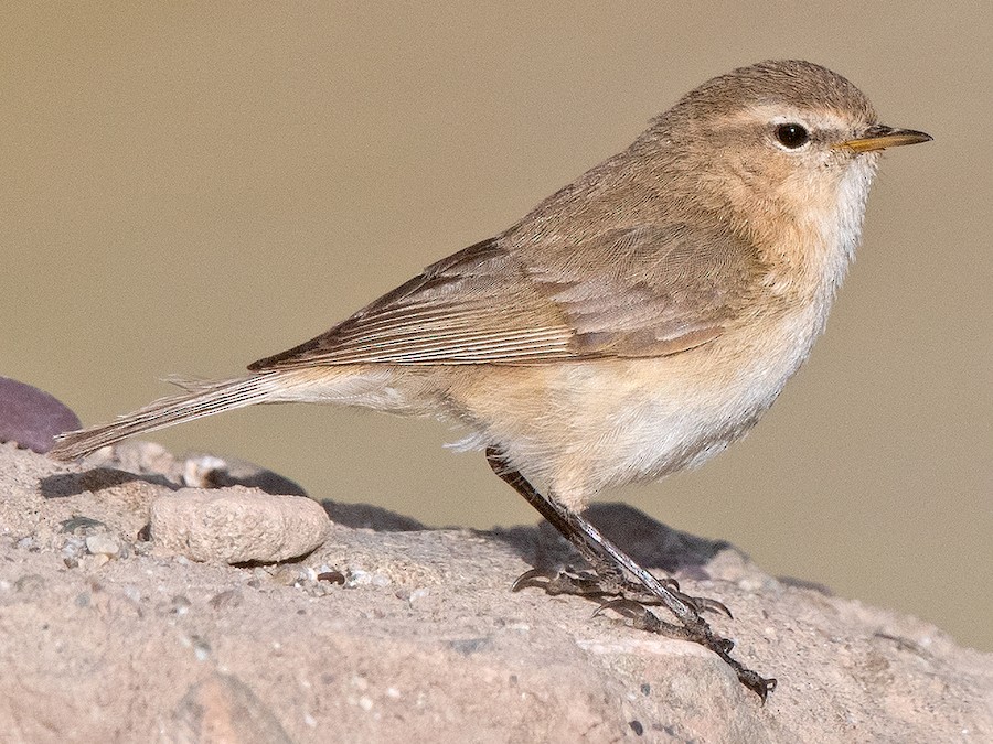 Mountain Chiffchaff - eBird