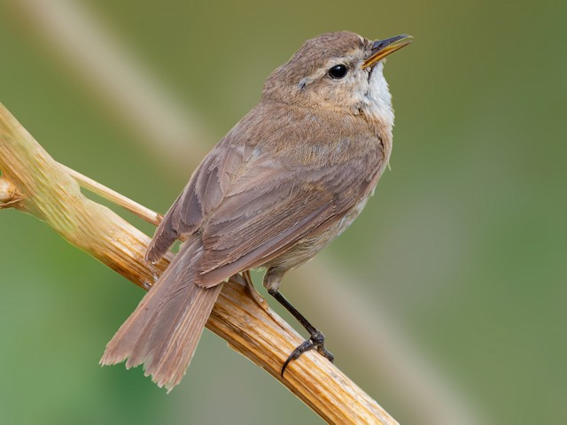 Photos - Mountain Chiffchaff - Phylloscopus sindianus - Birds of the World