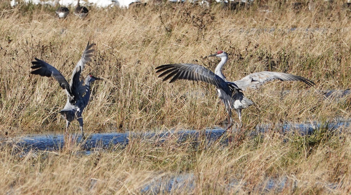 eBird Checklist - 19 Nov 2023 - Merced NWR - 58 species (+2 other taxa)
