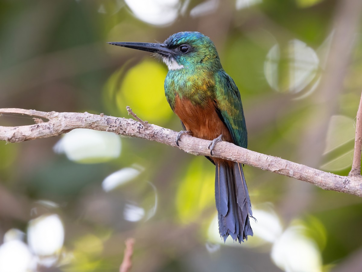 Green-tailed Jacamar - Galbula galbula - Birds of the World