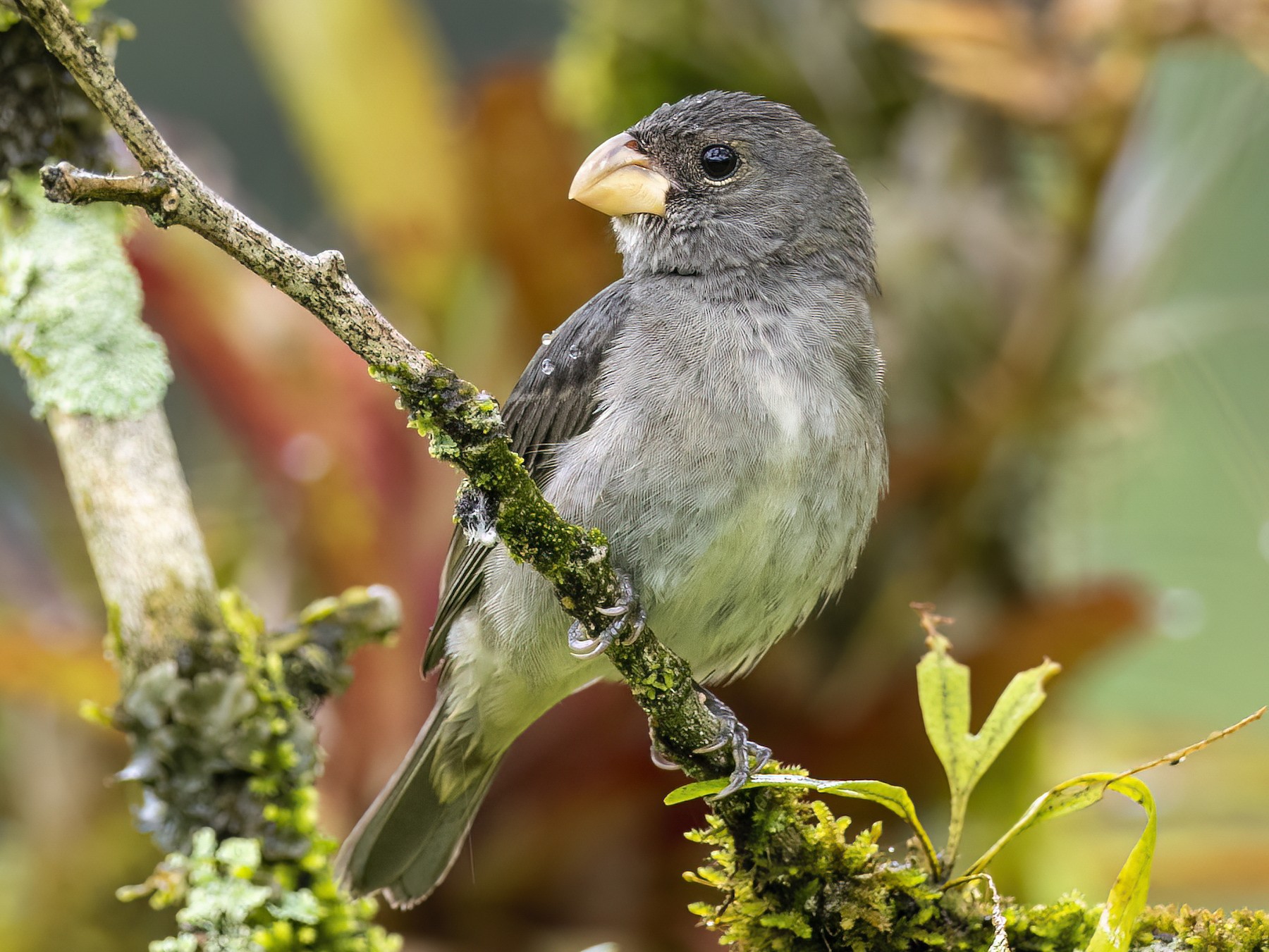 Temminck's Seedeater - eBird