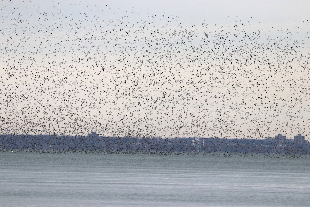 eBird Checklist - 20 Nov 2023 - Point Pelee National Park (general ...