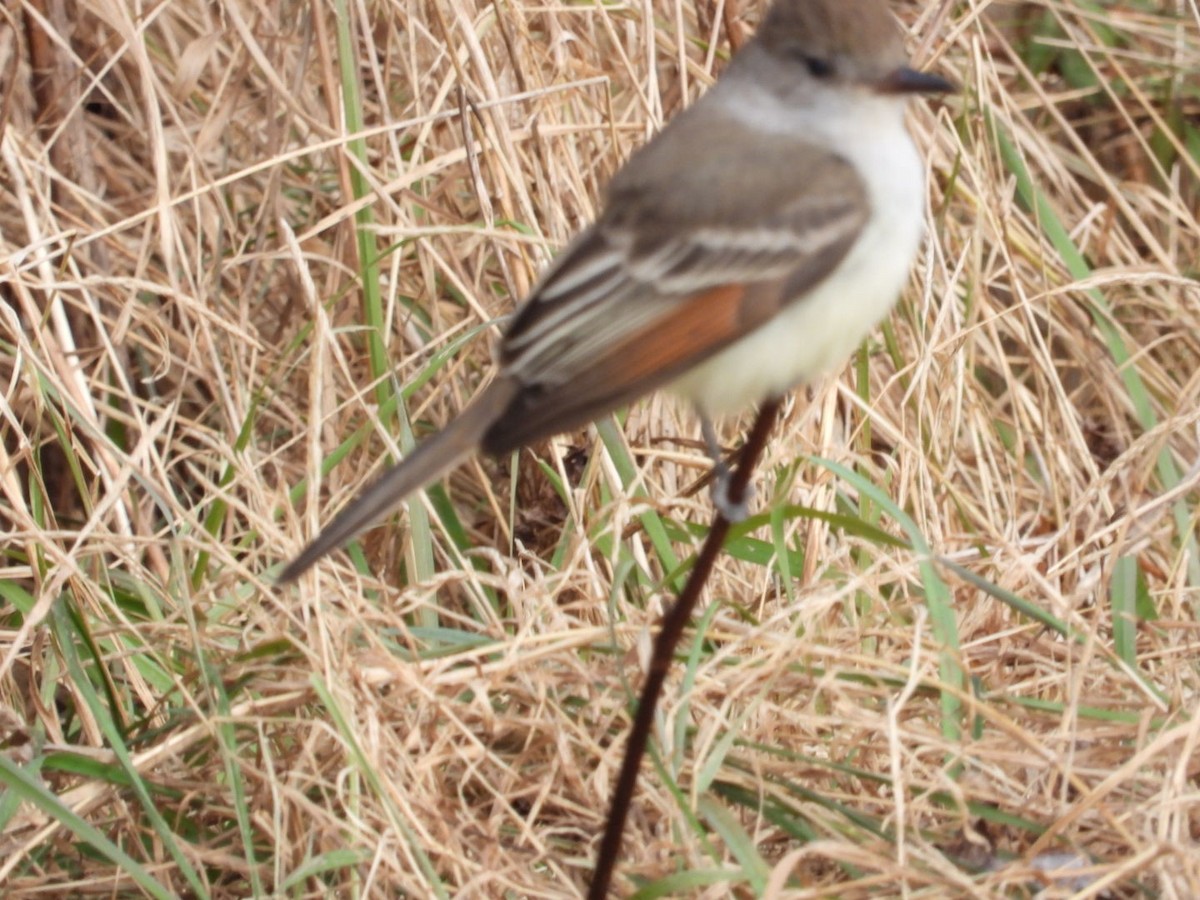 eBird Checklist - 21 Nov 2023 - Strafford County Farm Complex, Dover ...