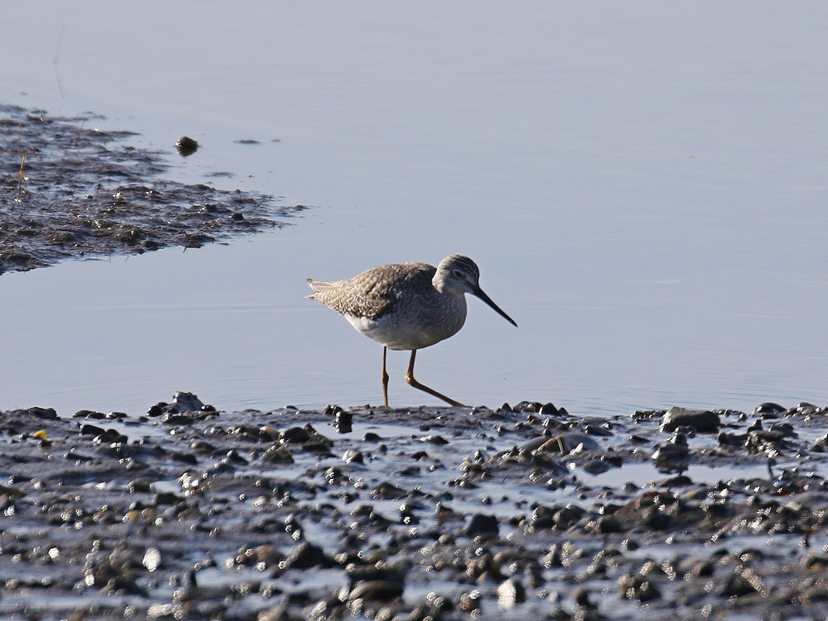 eBird Checklist - 21 Nov 2023 - Glade Path, Hampton - 4 species