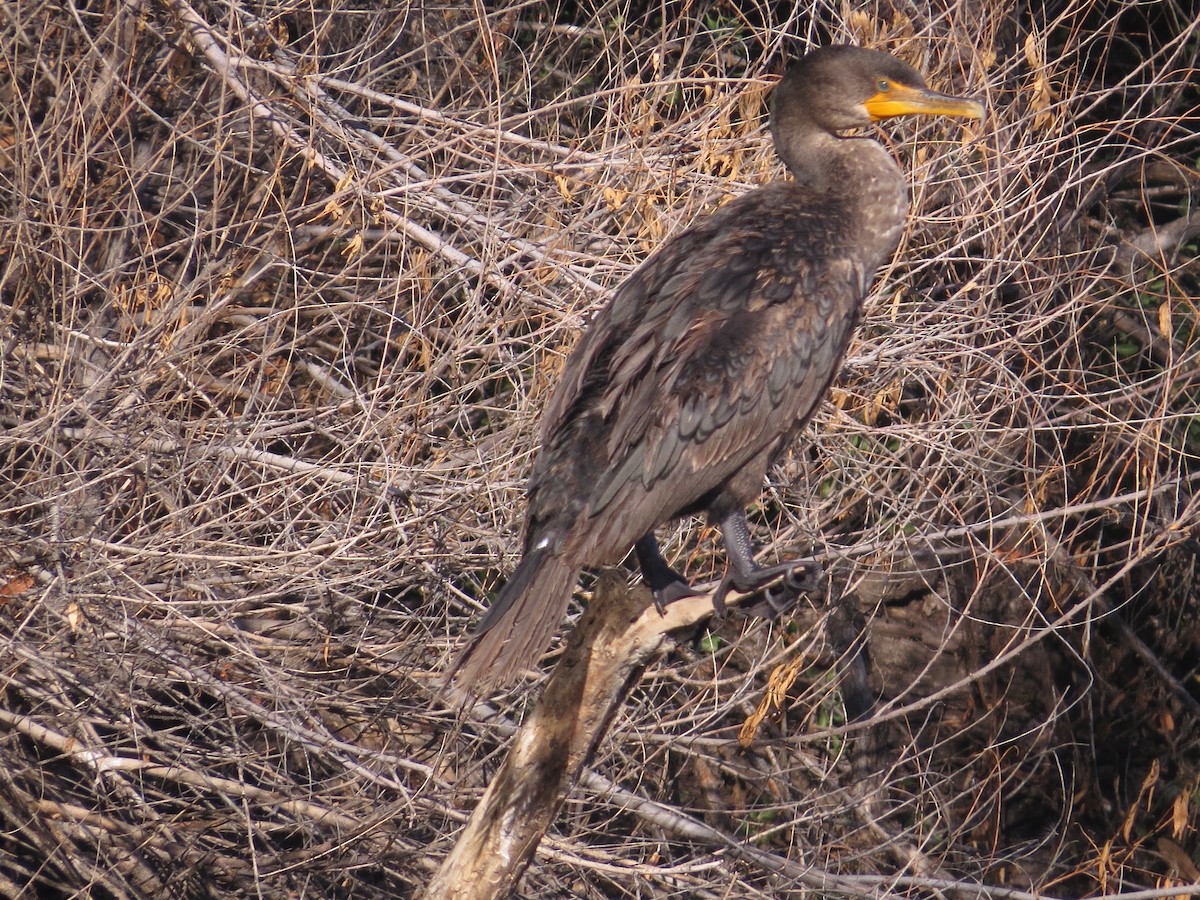 eBird Checklist - 21 Nov 2023 - Riparian Preserve at Gilbert Water ...