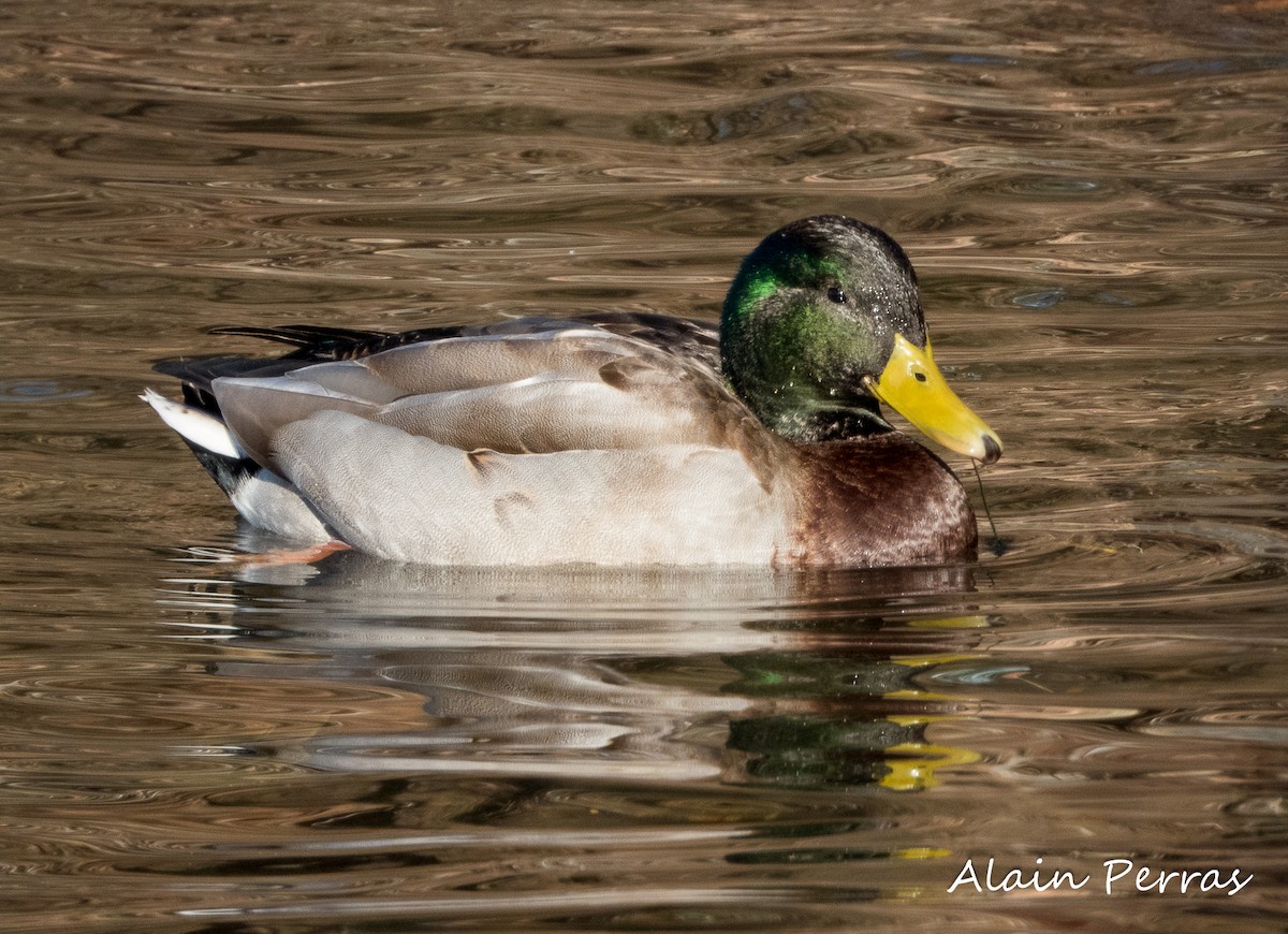 eBird Checklist - 21 Nov 2023 - Lac des Nations - 13 species