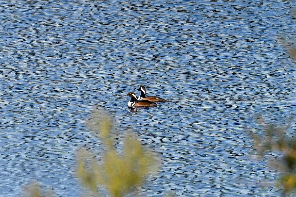 eBird Checklist - 21 Nov 2023 - Water Conserv II--5 Mile Rd. - 50 ...