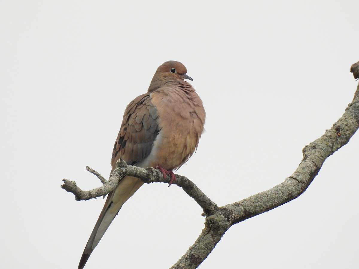 Mass Audubon eBird Checklist - 21 Nov 2023 - Mount Hope Cemetery ...