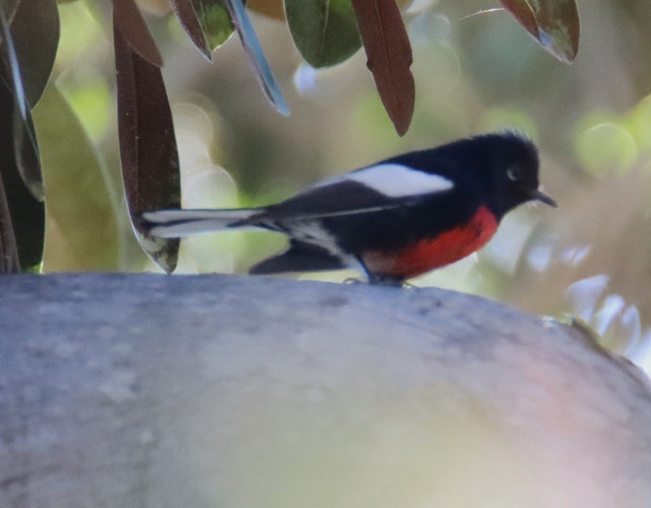 eBird Checklist - 21 Nov 2023 - Tierrasanta Substation - 6 species