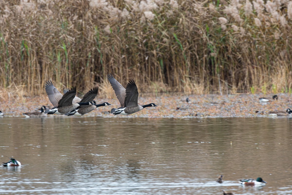 eBird Checklist - 21 Nov 2023 - John Heinz NWR--impoundment (Philadelphia Co.) - 27 species