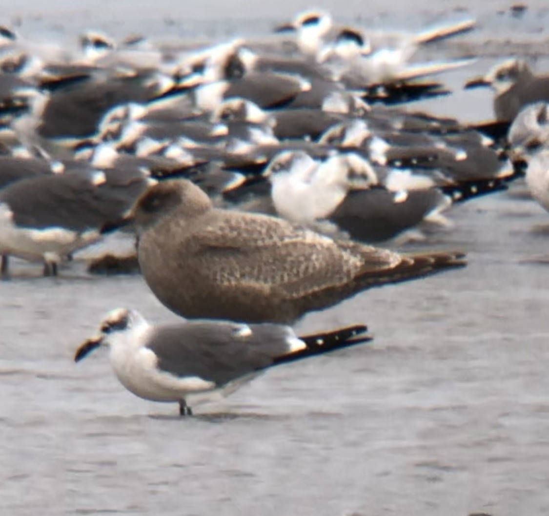eBird Checklist - 21 Nov 2023 - Ash Lake (Harris Co. side) - 27 species ...