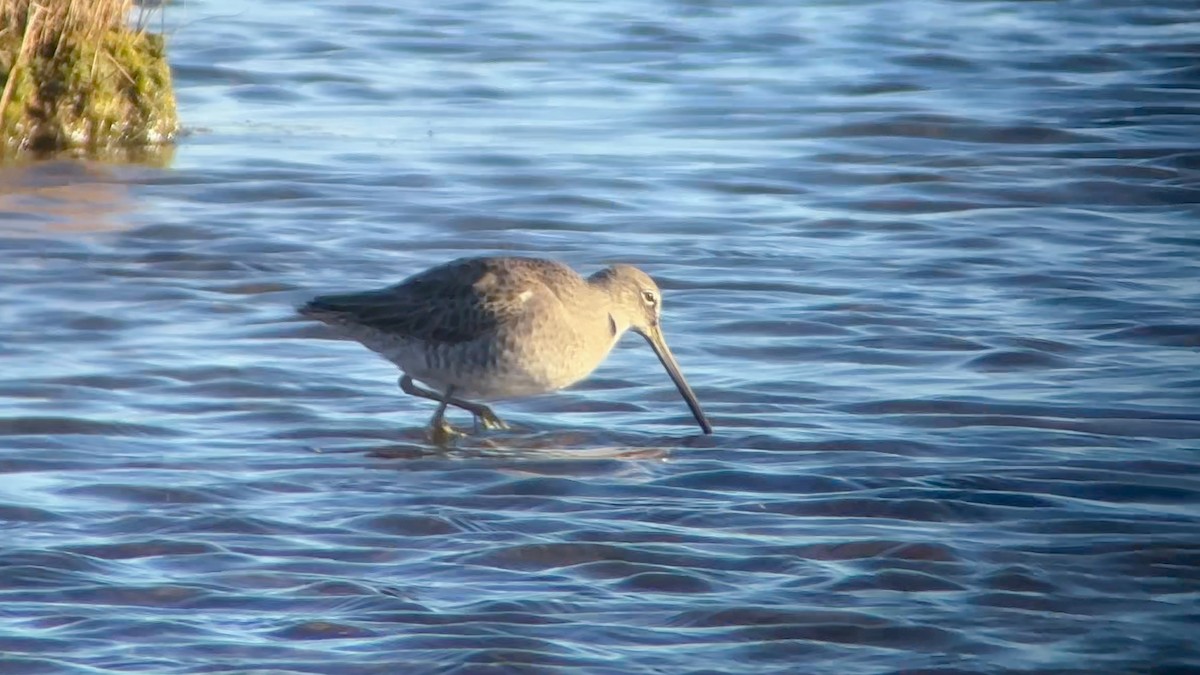 eBird Checklist - 20 Nov 2023 - Scarborough Marsh--Eastern Trail - 15 species (+1 other taxa)