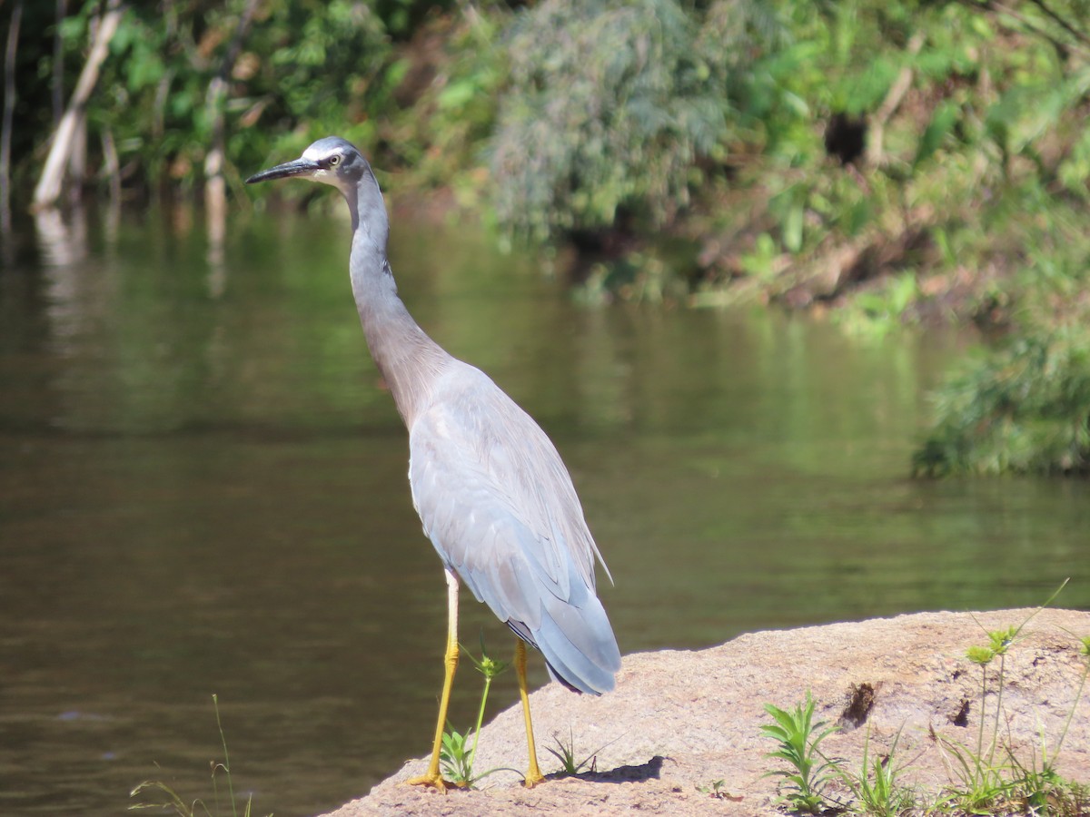 eBird Australia Checklist - 22 Nov 2023 - Tharwa Explorer Track - 38 ...