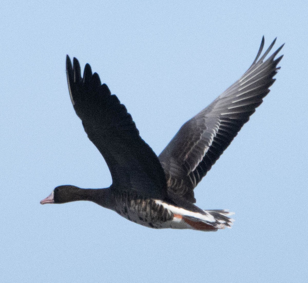 eBird Checklist - 17 Nov 2023 - Colusa NWR--Abel Rd. - 48 species (+5 ...