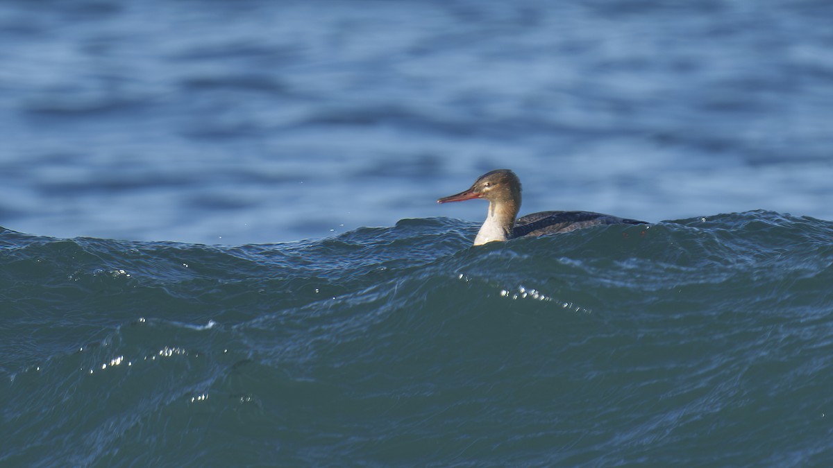 eBird Portugal Checklist - 22 Nov 2023 - PN Sintra-Cascais--Cabo Raso ...