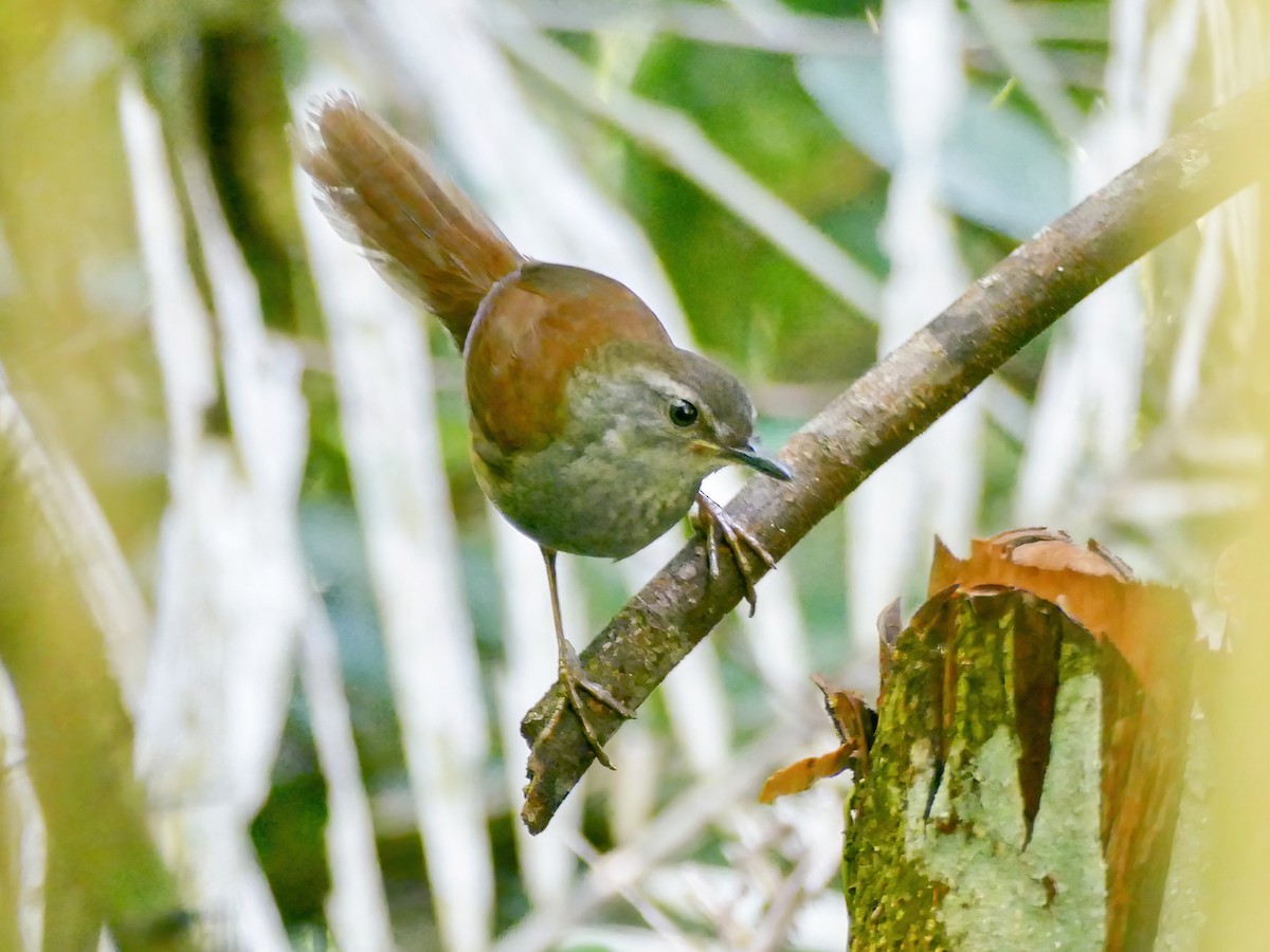 Sulawesi Bush Warbler - Locustella castanea - Birds of the World