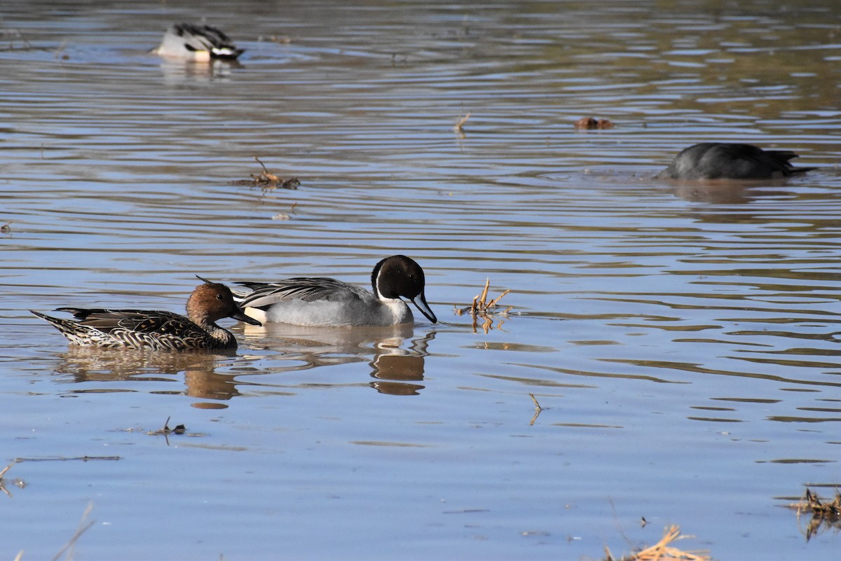 eBird Checklist - 22 Nov 2023 - Riparian Preserve at Gilbert Water ...