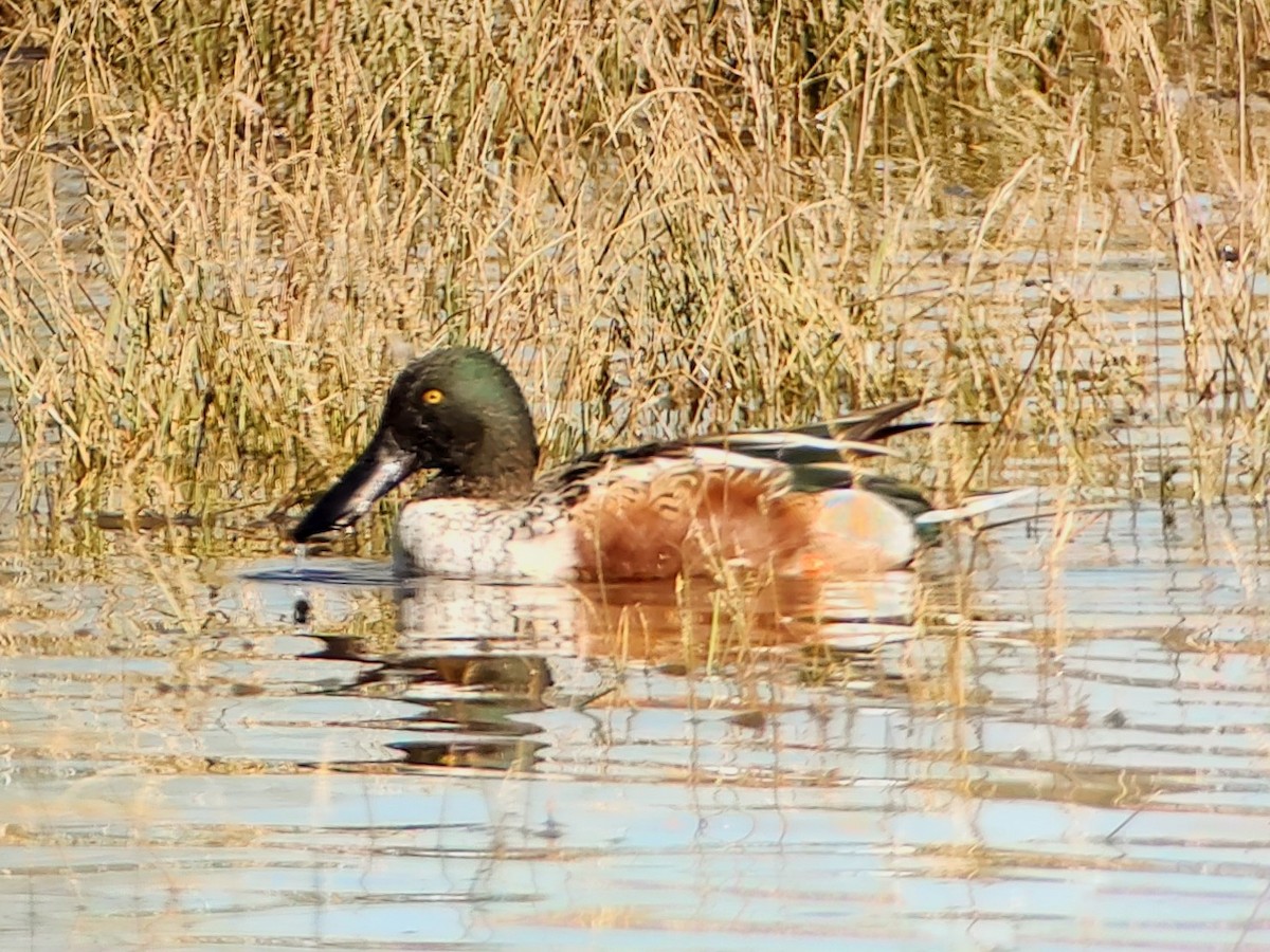 eBird Checklist - 22 Nov 2023 - Riparian Preserve at Gilbert Water ...