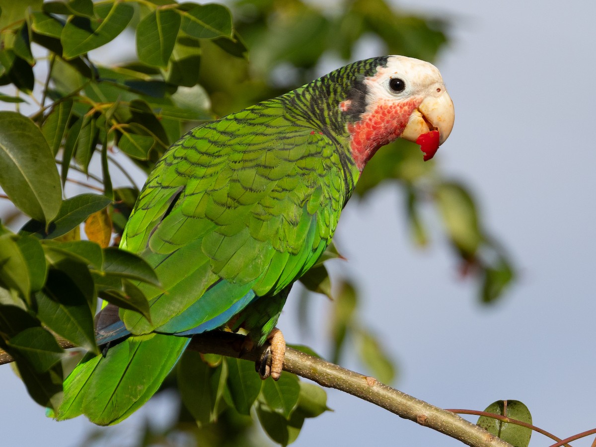 Cuban Amazon - Amazona leucocephala - Birds of the World