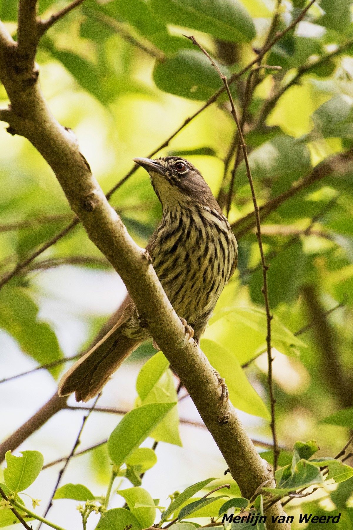 Luzon Striped-Babbler - eBird