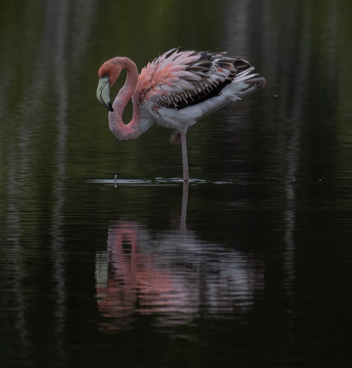 eBird Checklist - 22 Nov 2023 - Terra Ceia Preserve SP--Hightower Trail ...