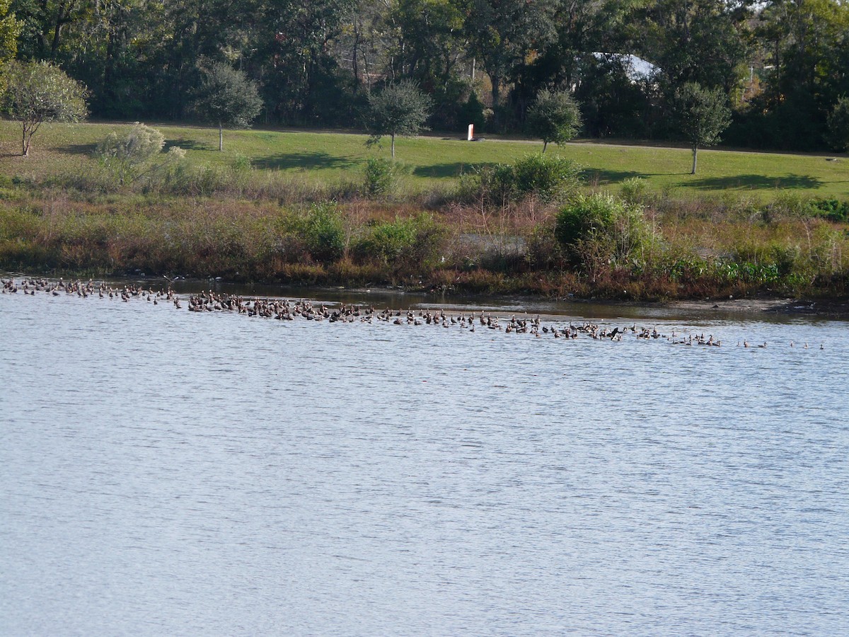 eBird Checklist - 22 Nov 2023 - Lake Elberta - 46 species (+2 other taxa)