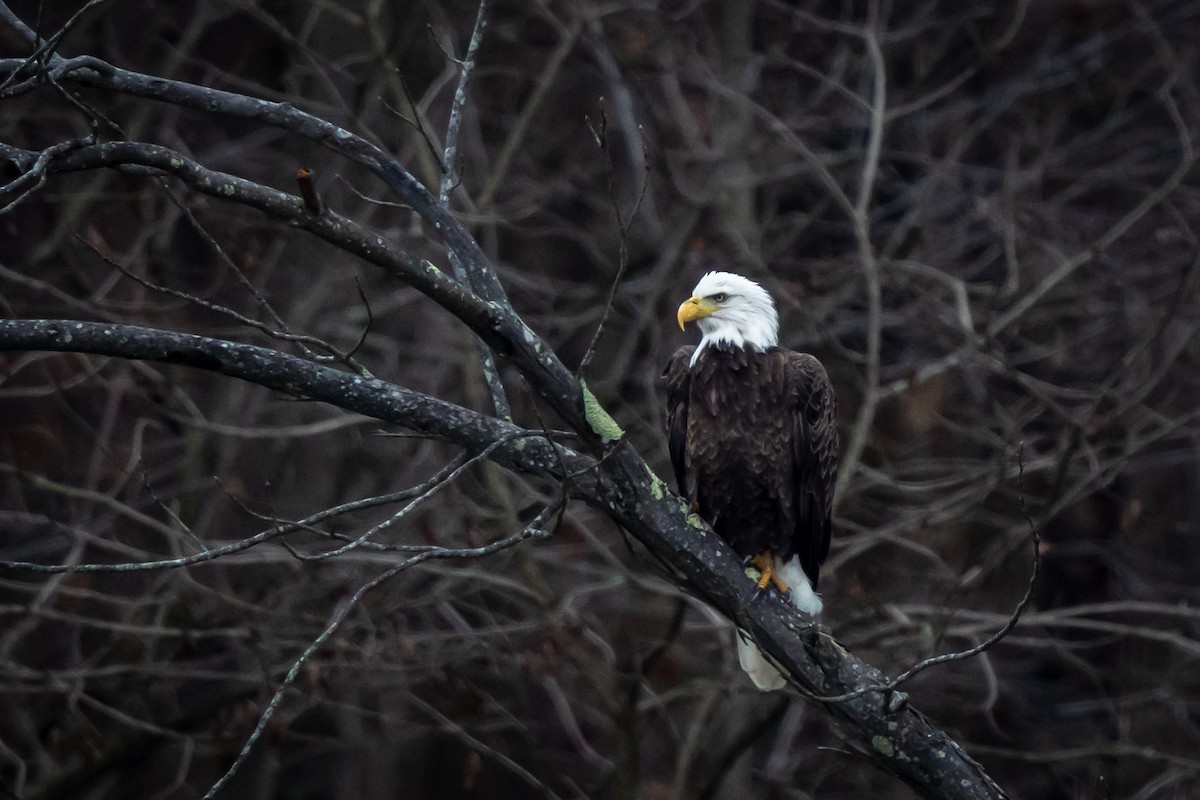 eBird Checklist - 22 Nov 2023 - New Lexington Reservoir 1A - 7 species