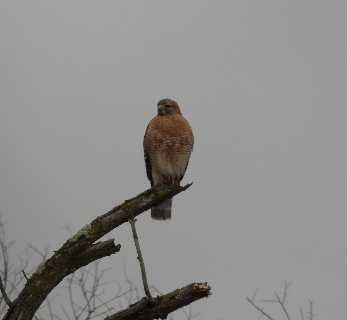 eBird Checklist - 22 Nov 2023 - 10128 36th St S, Scotts US-MI 42.17122 ...